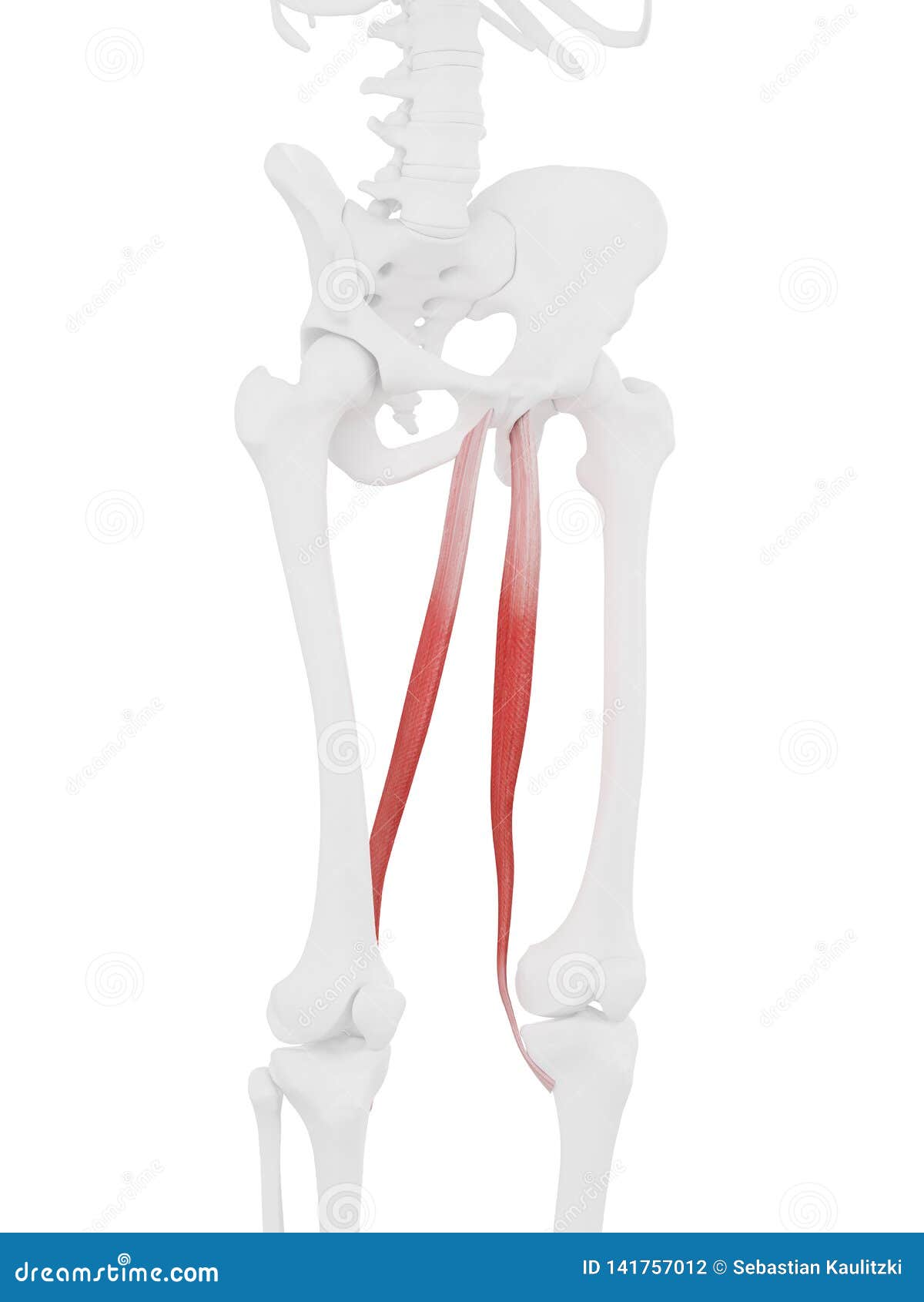 The Gracilis stock illustration. Illustration of skeletal - 141757012