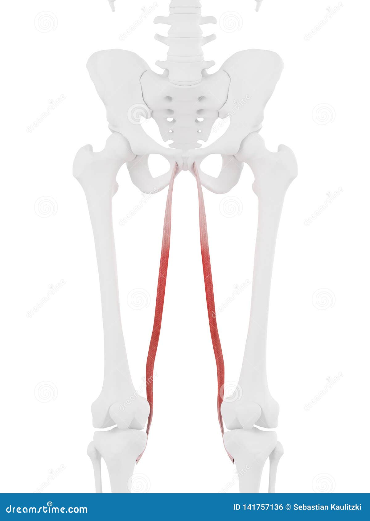 3d Illustration Of The Gracilis Muscles Anatomical Position On Xray ...