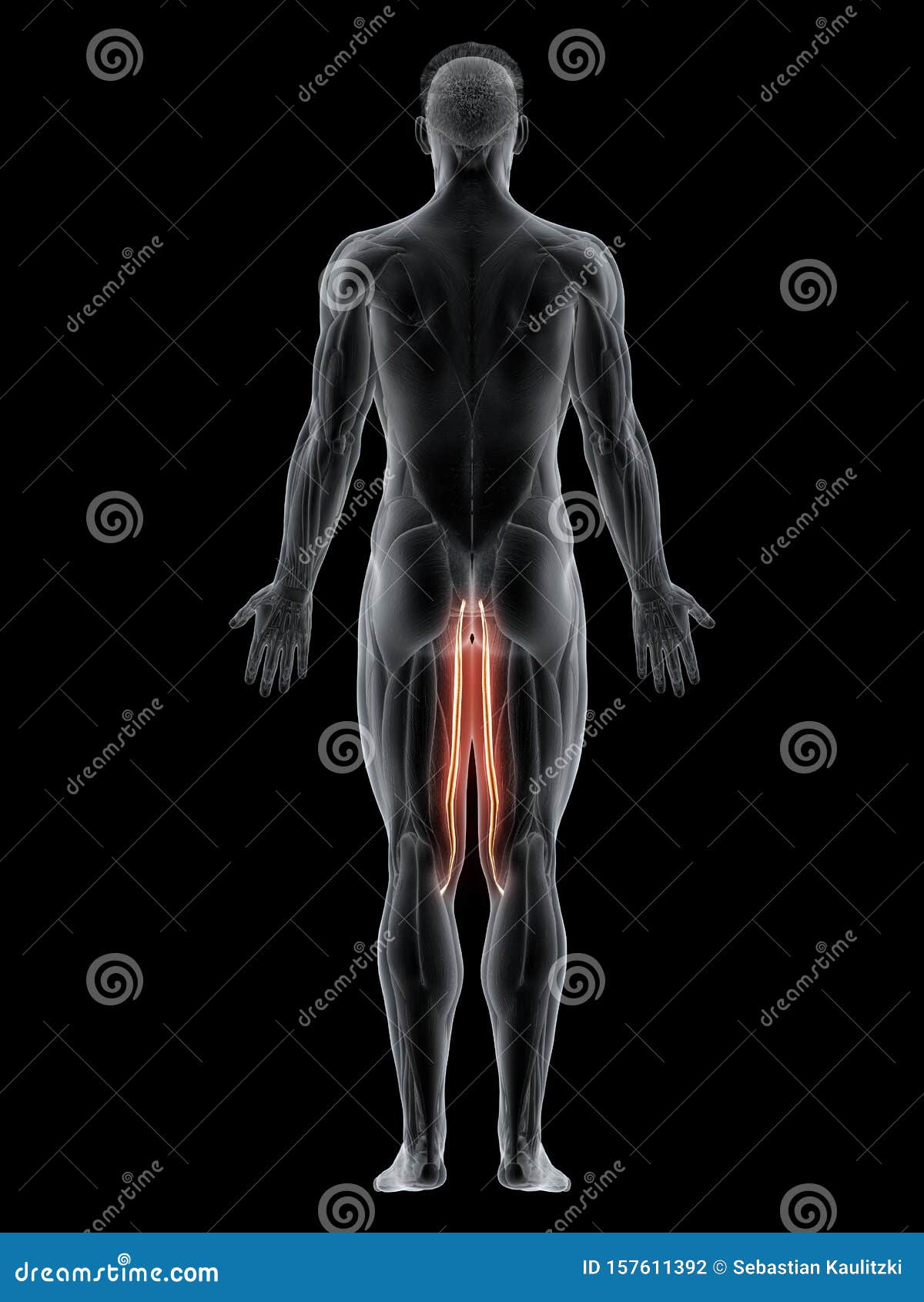 3d Illustration Of The Gracilis Muscles Anatomical Position On Xray ...