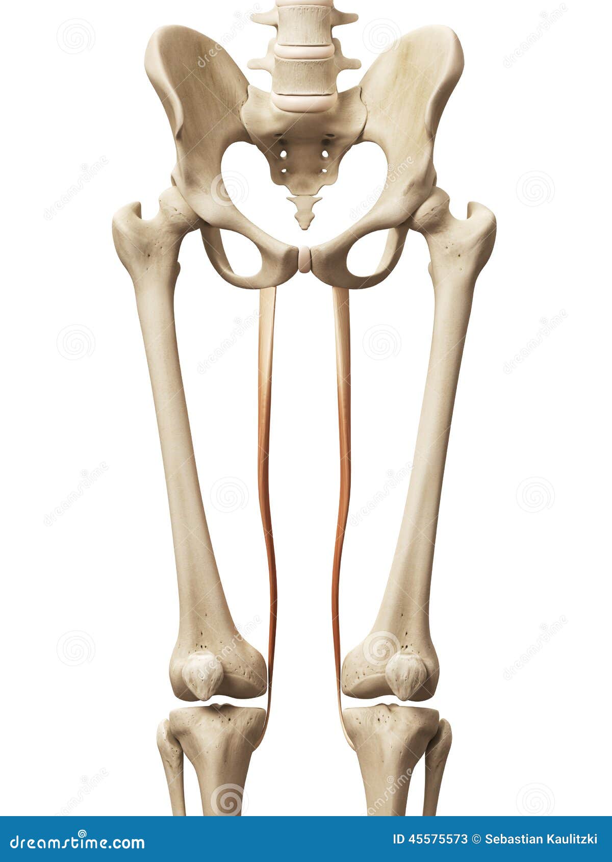 [DIAGRAM] Diagram Of Gracilis - MYDIAGRAM.ONLINE