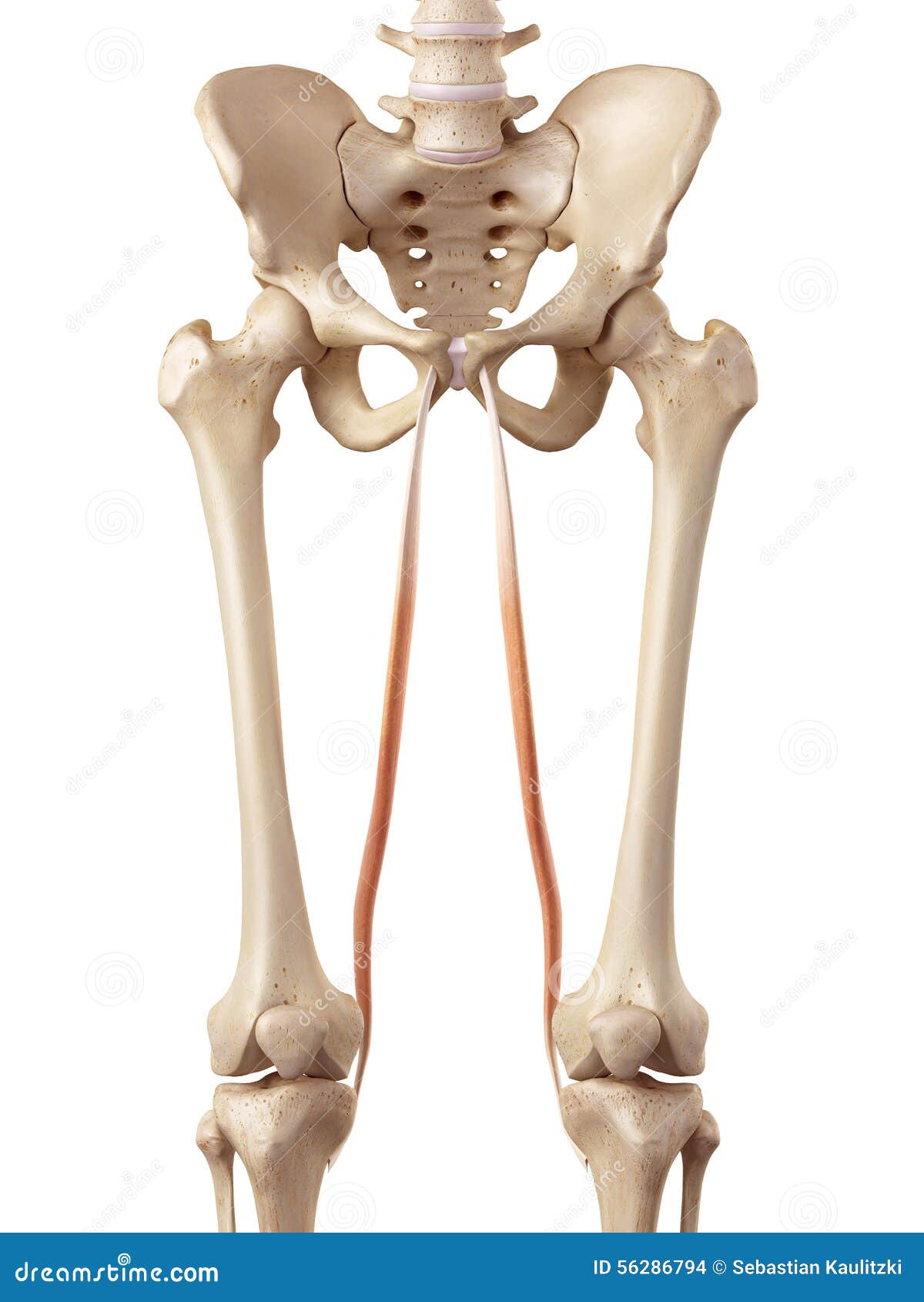 The gracilis stock illustration. Illustration of skeleton - 56286794
