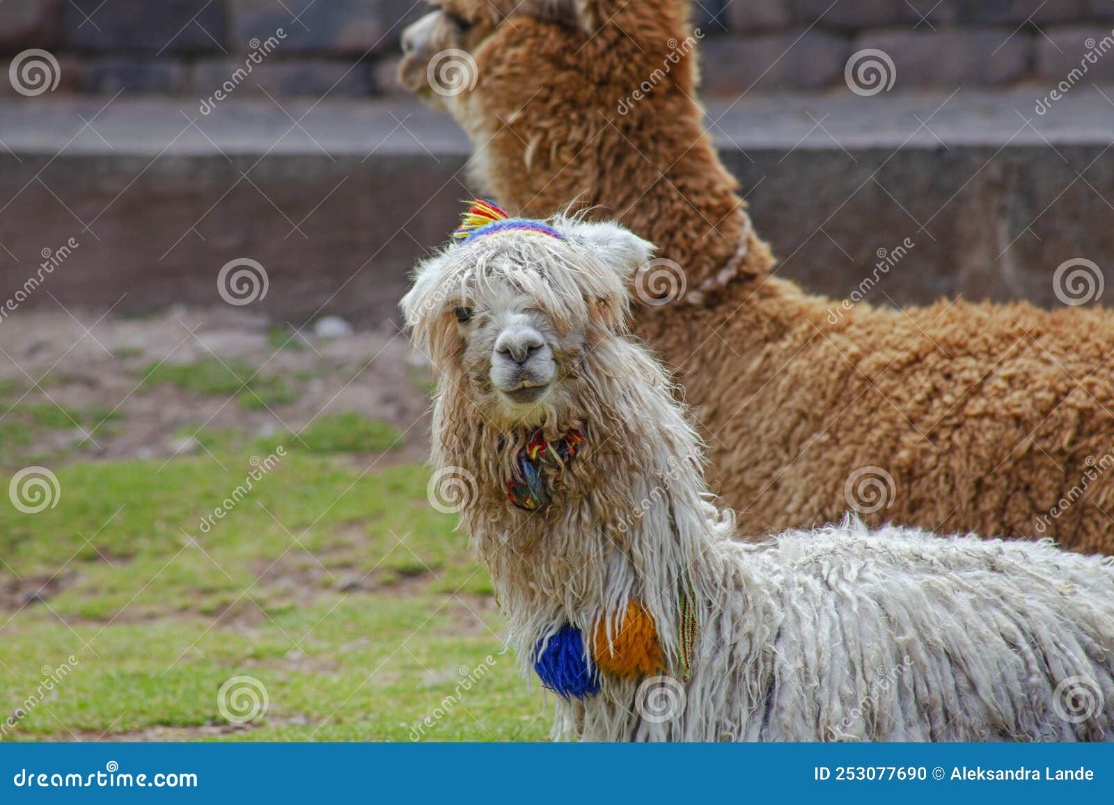 Graciosos Lamas Alpaka En Cusco Foto de archivo - Imagen de piel, gente ...