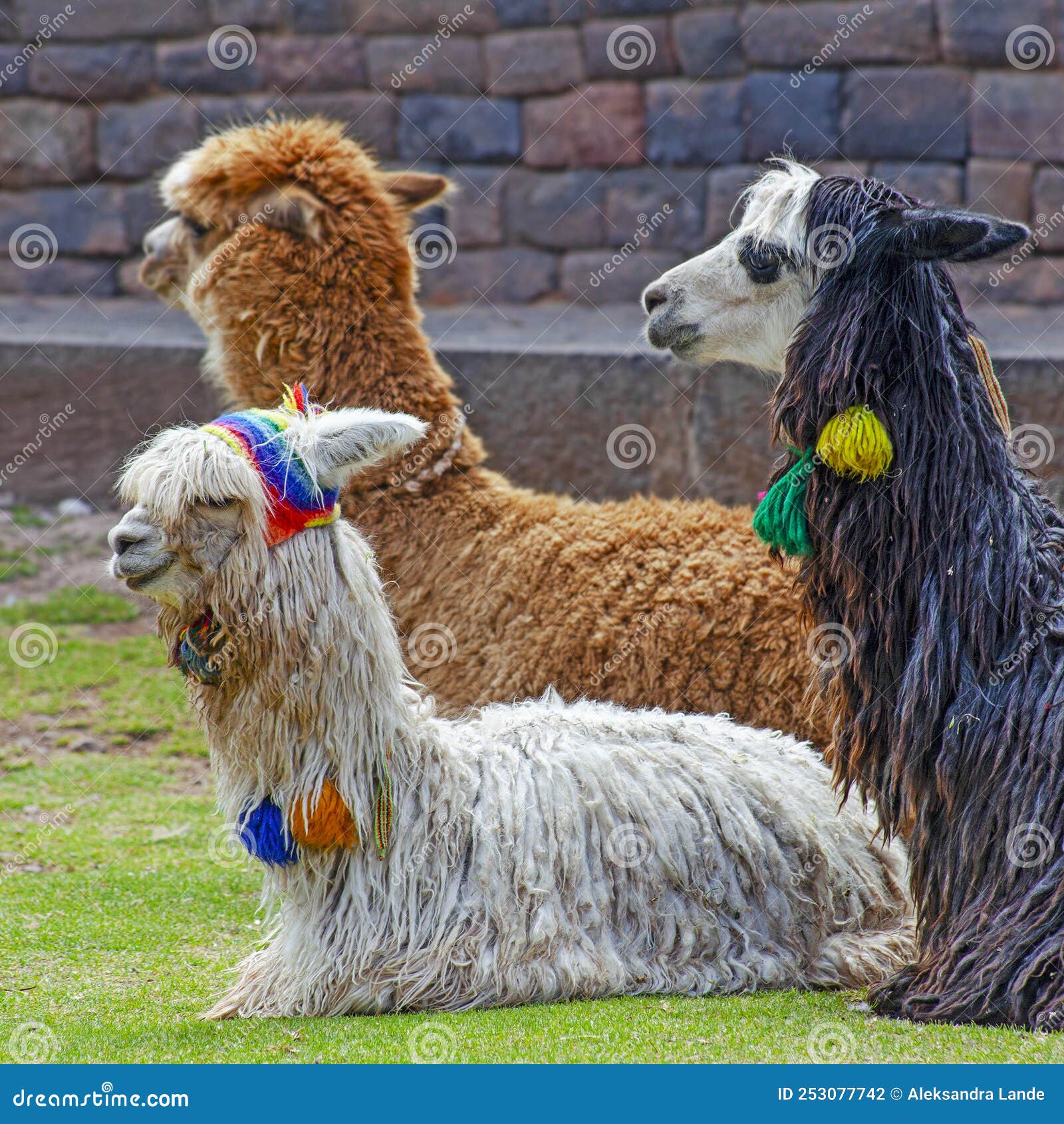 Graciosos Lamas Alpaka En Cusco Foto de archivo - Imagen de cuzco ...
