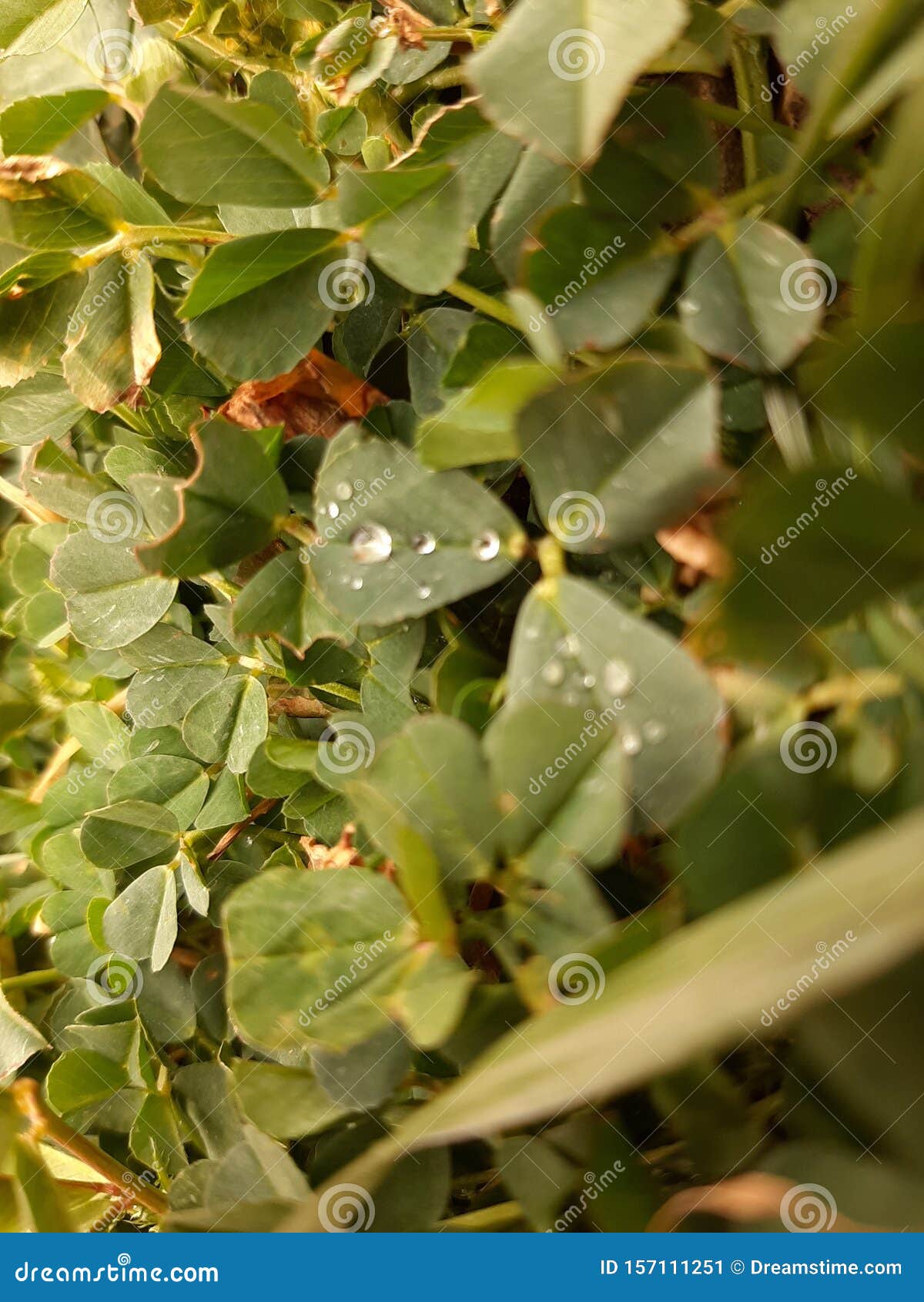 Gracious green stock image. Image of clovers, gracious - 157111251