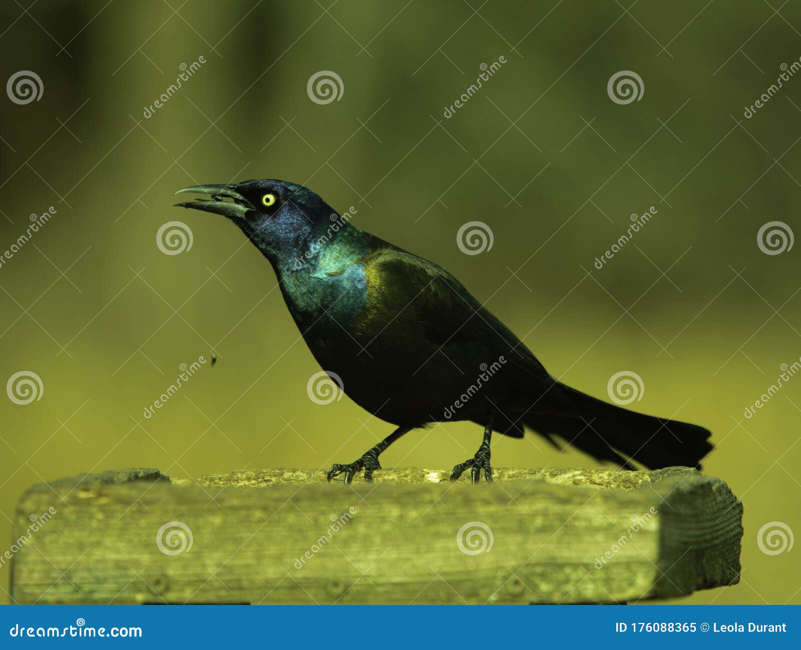 A Perched Grackle with Sunflower Seeds Stock Image - Image of perched ...