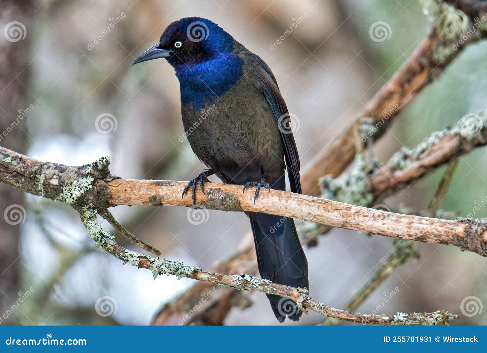 Grackle Bird Perching on a Tree Branch Stock Image - Image of tree ...