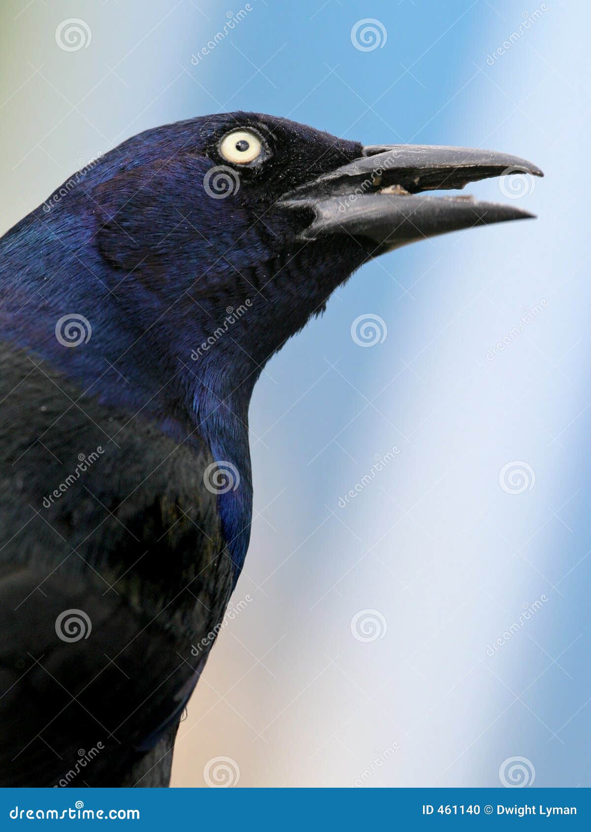 Grackle portrait stock photo. Image of feathers, beak, grackle - 461140