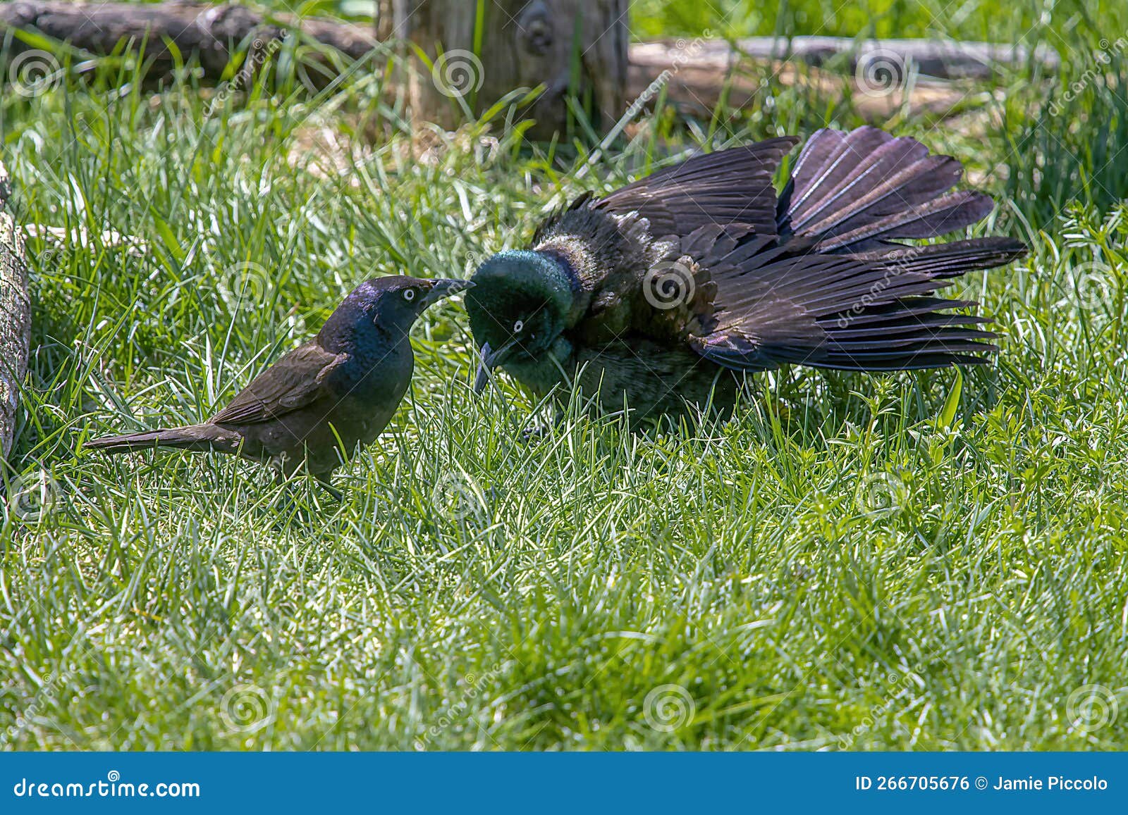 Grackles in grass stock photo. Image of branch, wing - 266705676
