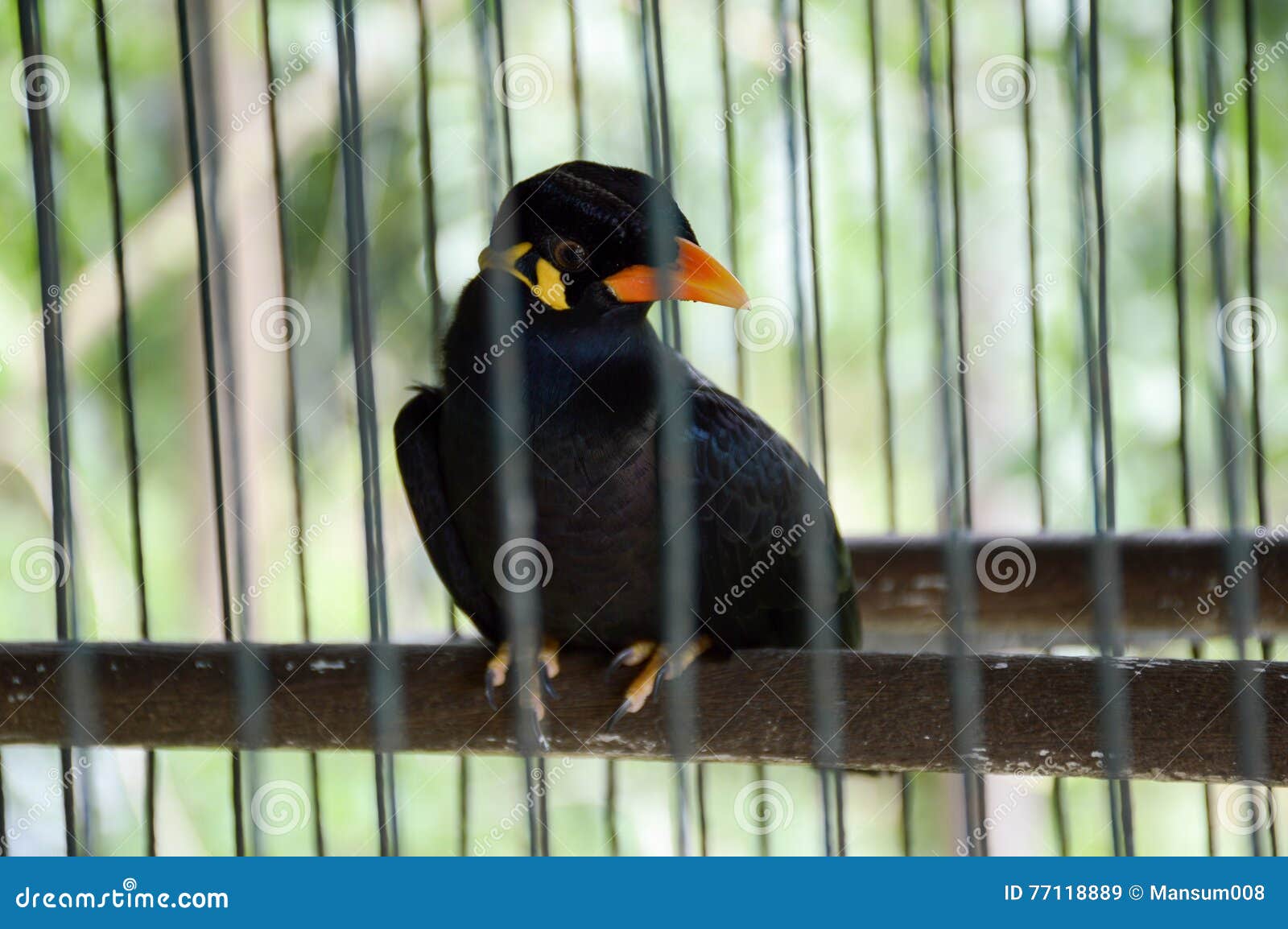 Gracula religiosa bird stock image. Image of cage, common - 77118889