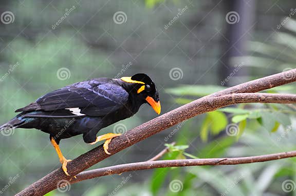 Gracula religiosa robusta stock photo. Image of sing - 14009170