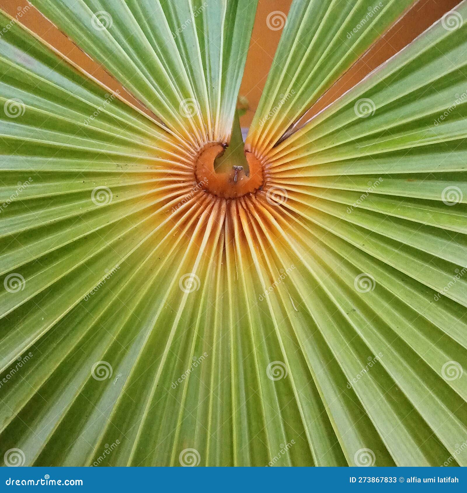 Gradation Color Leaf of Palm Tree Stock Image - Image of tropic, yellow ...