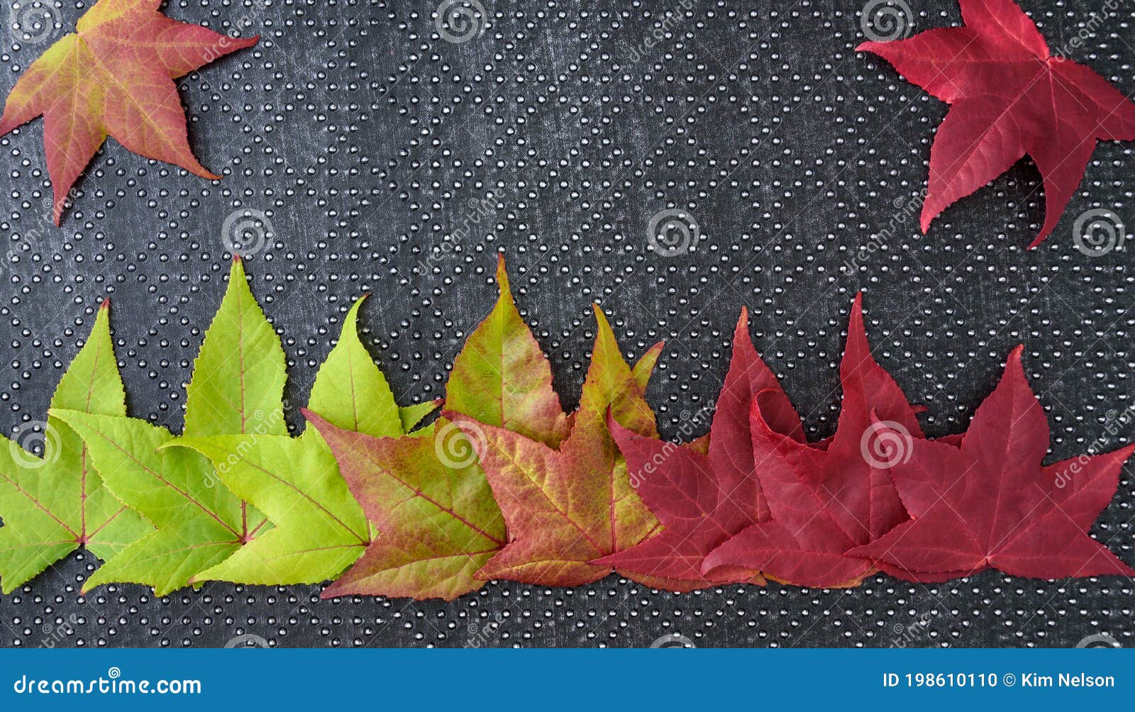 Gradation of Fall Leaves from Green To Red on a Black Patterned ...