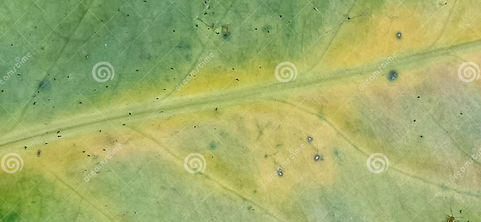 Gradation Leaf and Texture Background Stock Image - Image of background ...