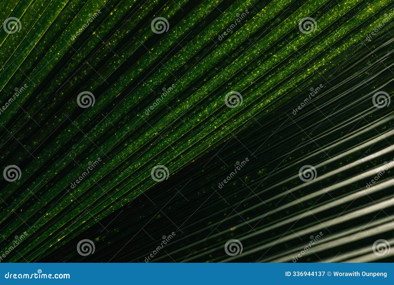 A Gradation of Palm Tree Leaves Visible Up Close Stock Image - Image of ...