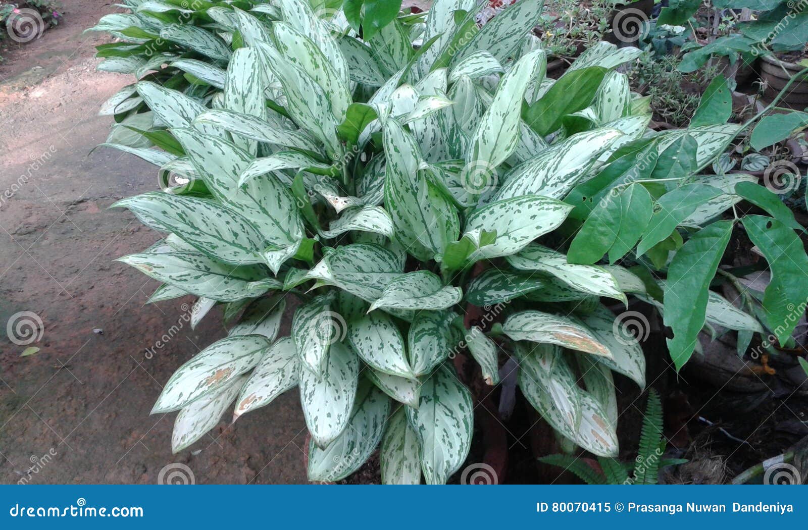 Graden plant stock image. Image of herb, leaf, green - 80070415