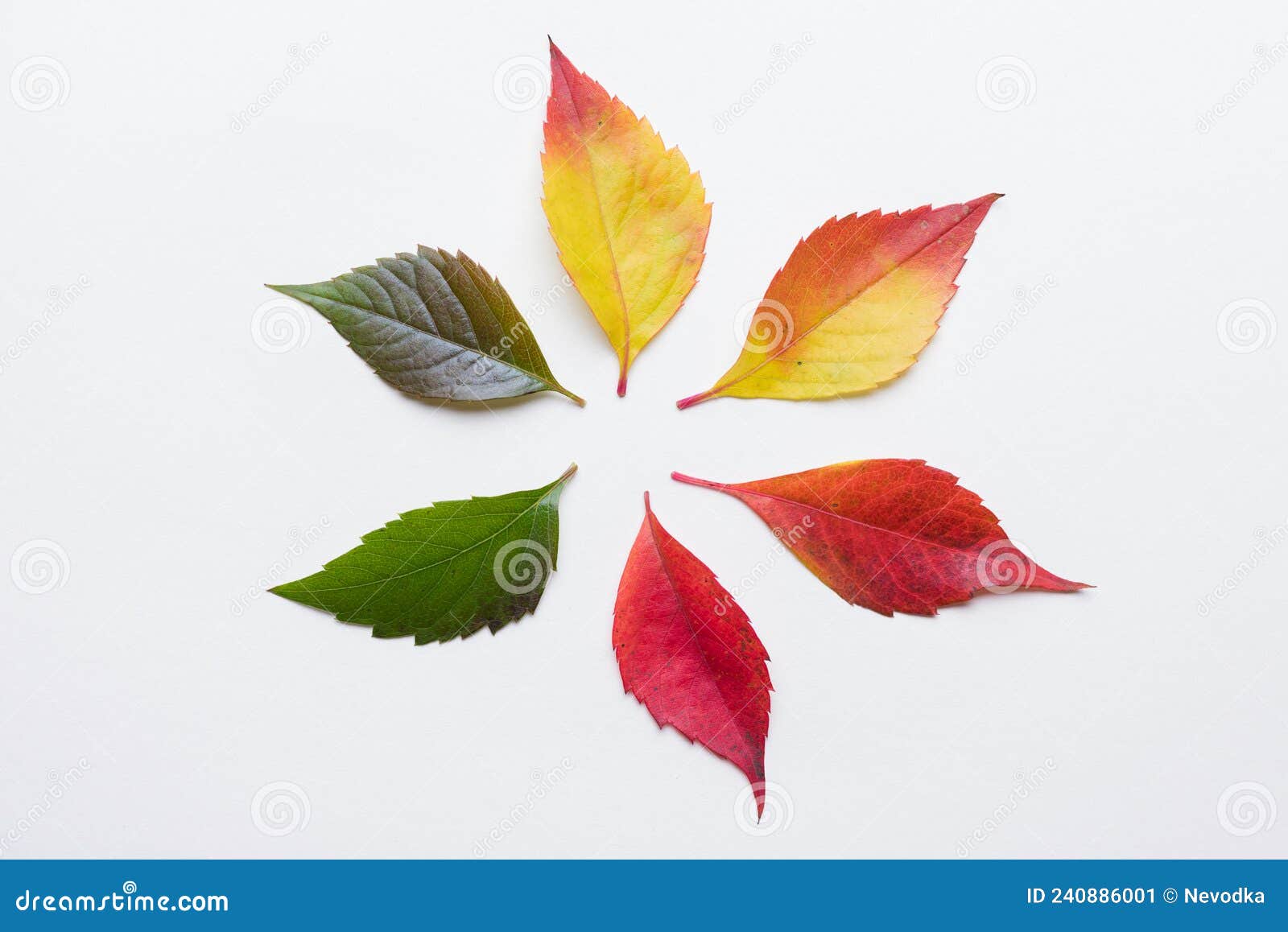 Gradient Autumn Leafs in a Circle Stock Image - Image of leaf, floral ...