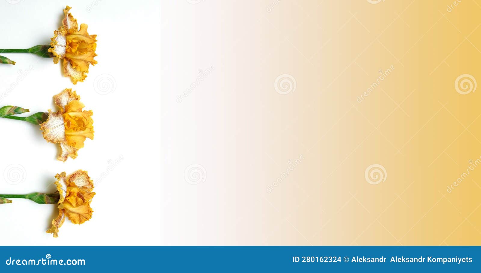 Gradient Banner and Iris Flowers Stock Illustration - Illustration of design, blank: 280162324