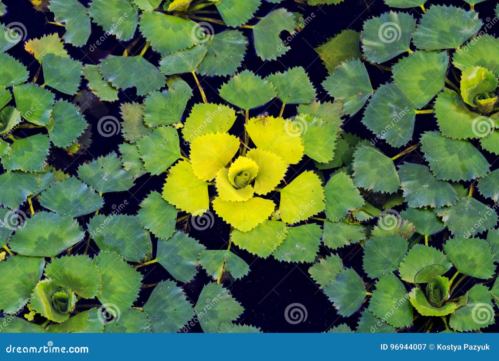 Gradient colors in plants stock image. Image of green - 96944007