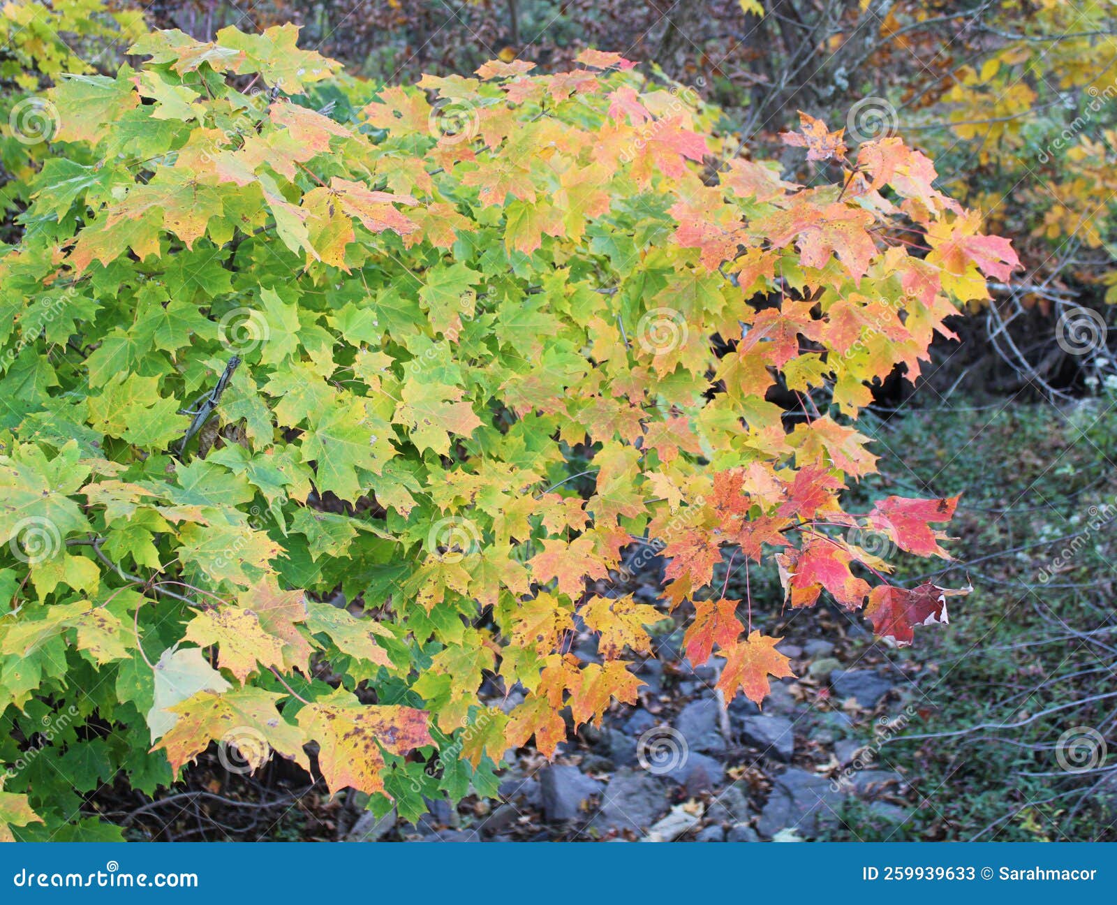 A Gradient of Leaf Colors on a Maple Branch in Autumn Stock Image ...