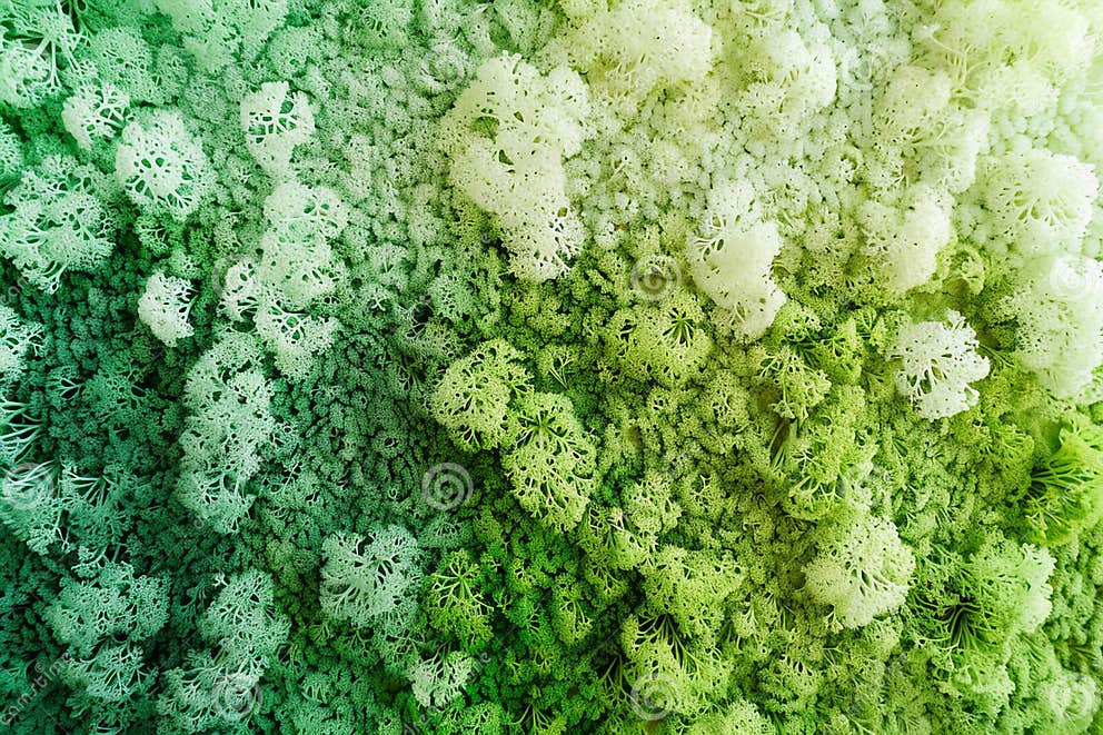 Gradient from Moss Green To Light Green Stock Illustration ...