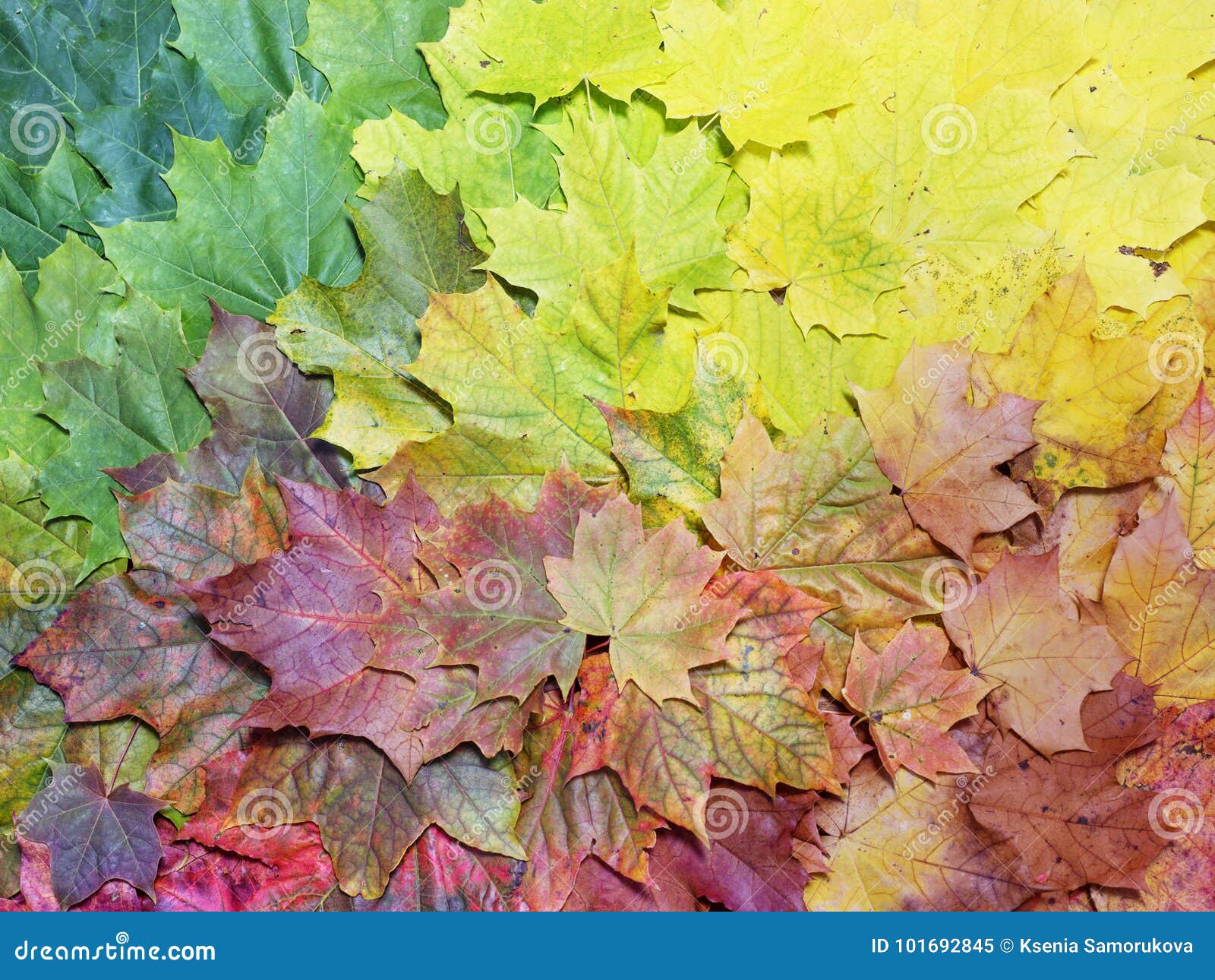 Gradient of Fall Maple Leaves. Autumn Background Stock Image - Image of ...
