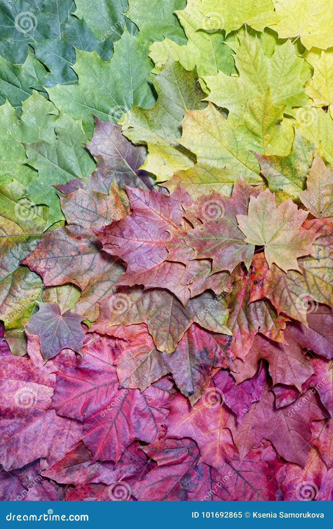Gradient of Multicolored Fall Maple Leaves. Autumn Background Stock ...