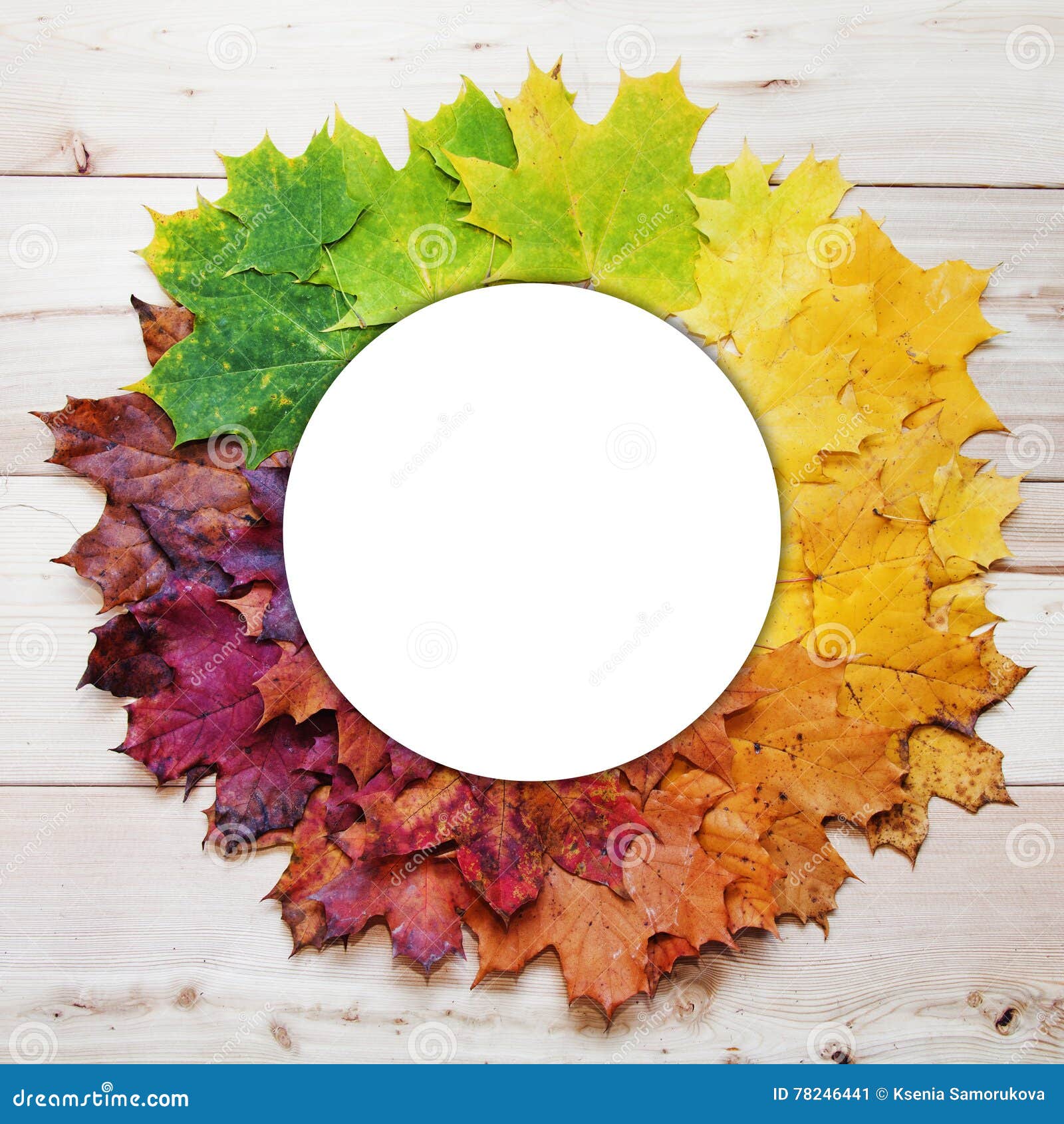 Gradient of Multicolored Fall Maple Leaves. Autumn Round Frame Stock ...