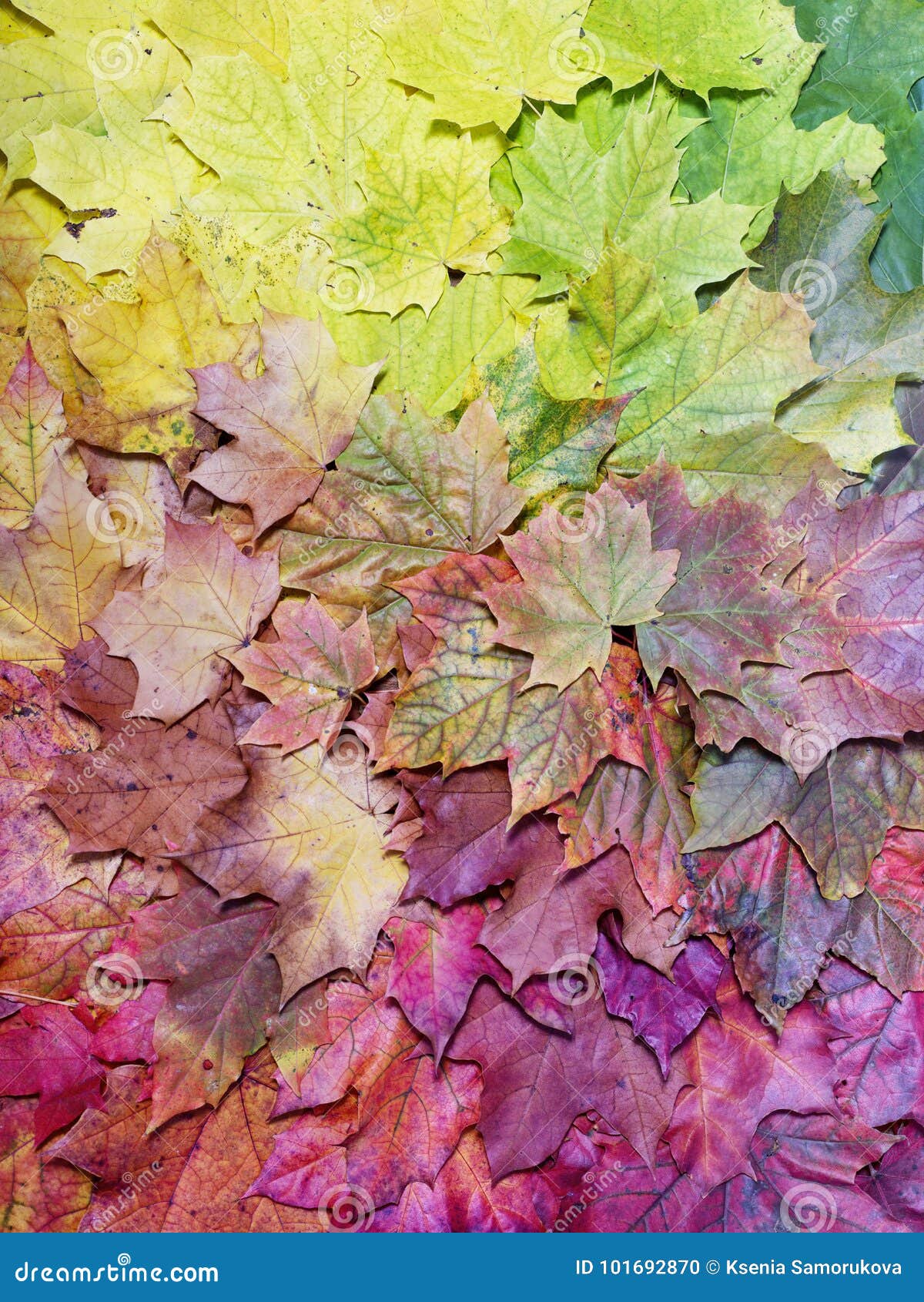 Gradient of Fall Maple Leaves. Autumn Background Stock Photo - Image of ...