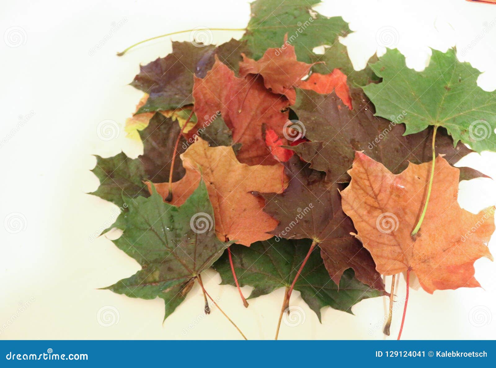 Gradient of Multicolored Maple Fall Leaves. Autumn Background Stock ...