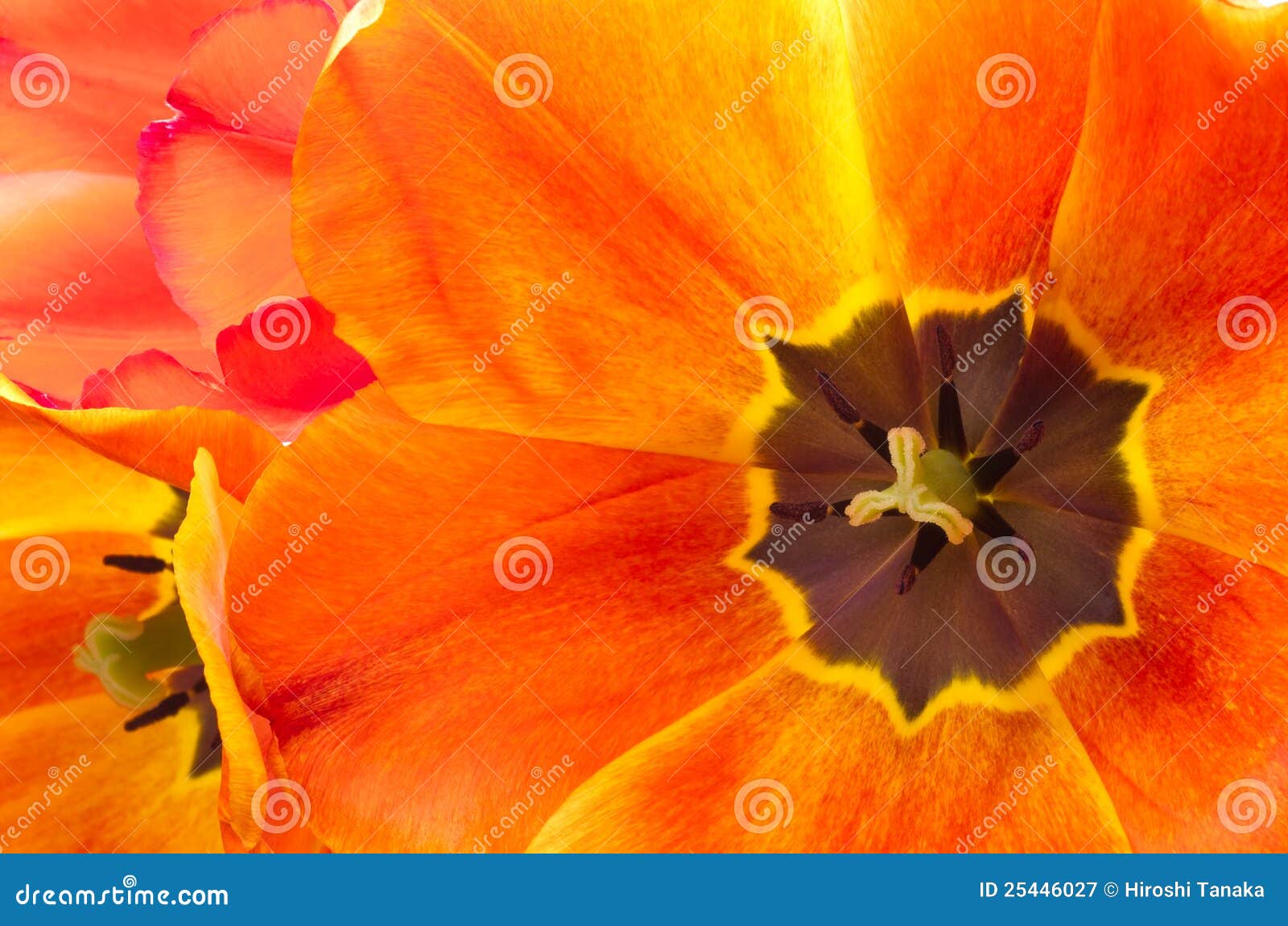 Gradient tulip front view stock image. Image of green - 25446027