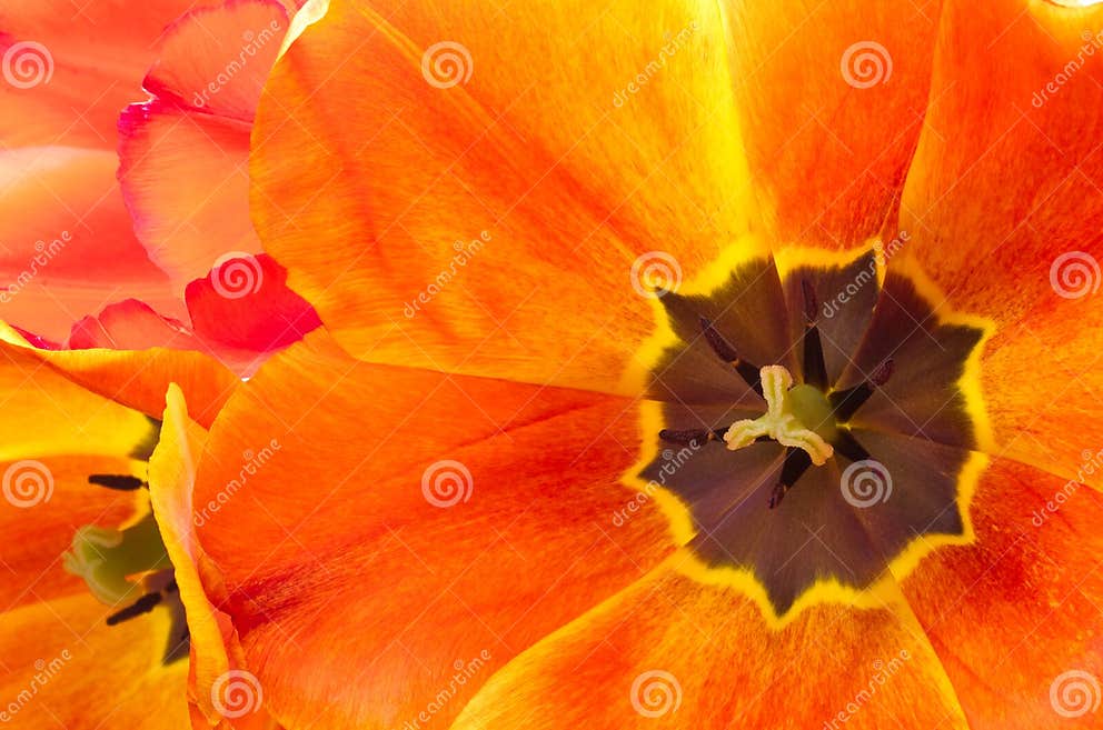 Gradient tulip front view stock image. Image of green - 25446027