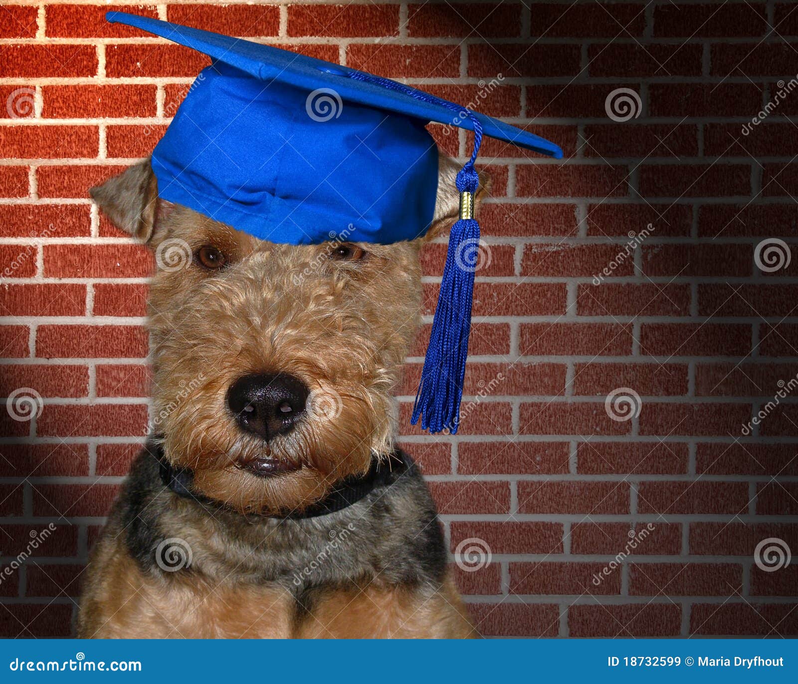 Graduado del perro imagen de archivo. Imagen de graduado - 18732599