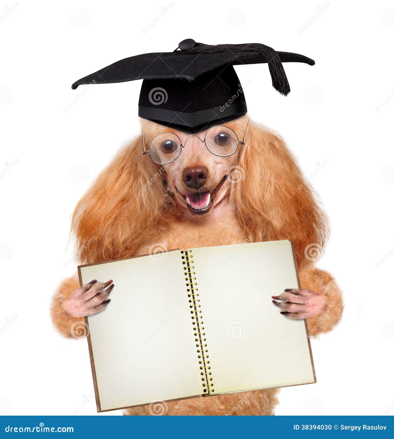 Graduado del perro foto de archivo. Imagen de elegante - 38394030