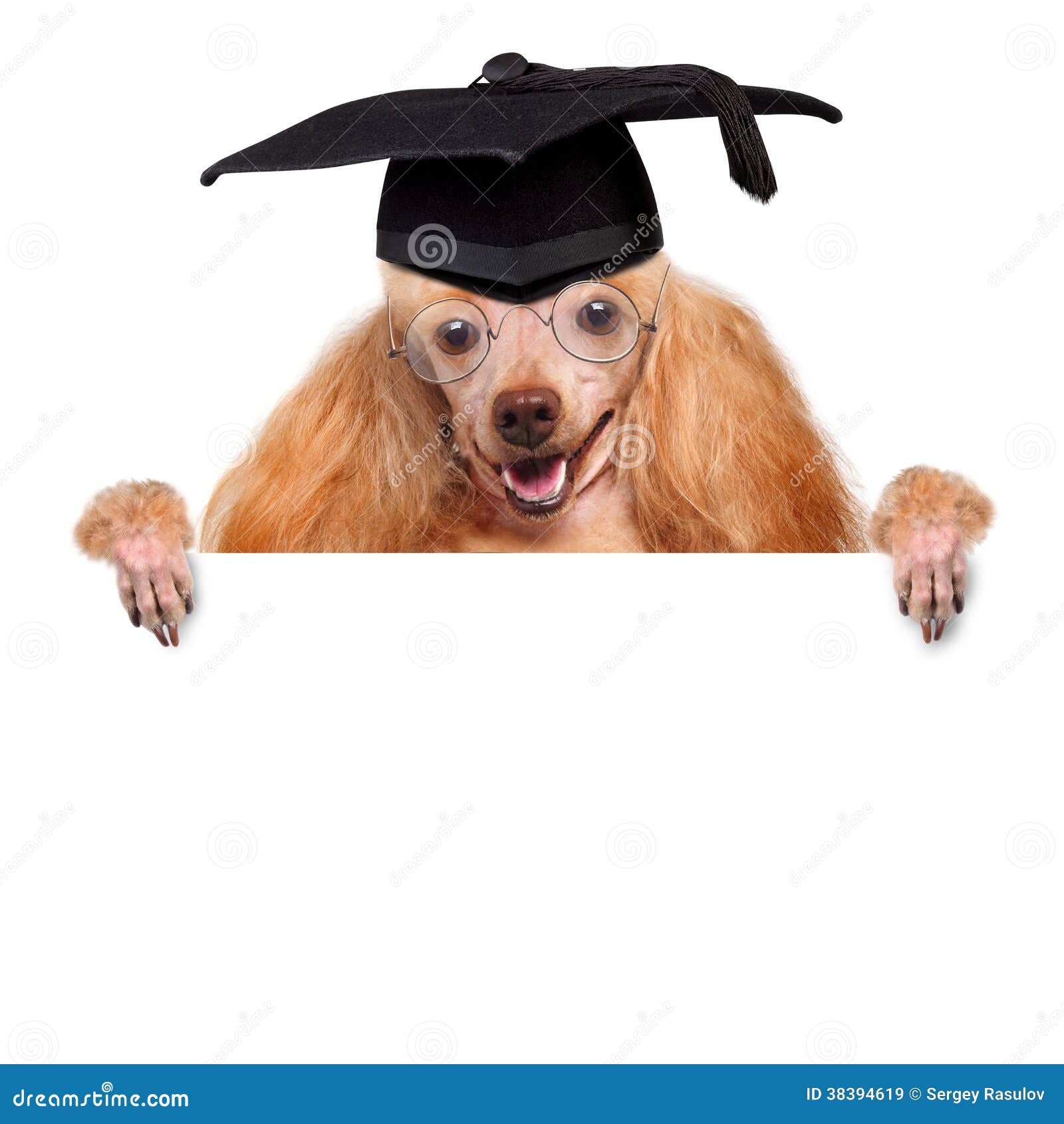 Graduado del perro imagen de archivo. Imagen de mascota - 38394619