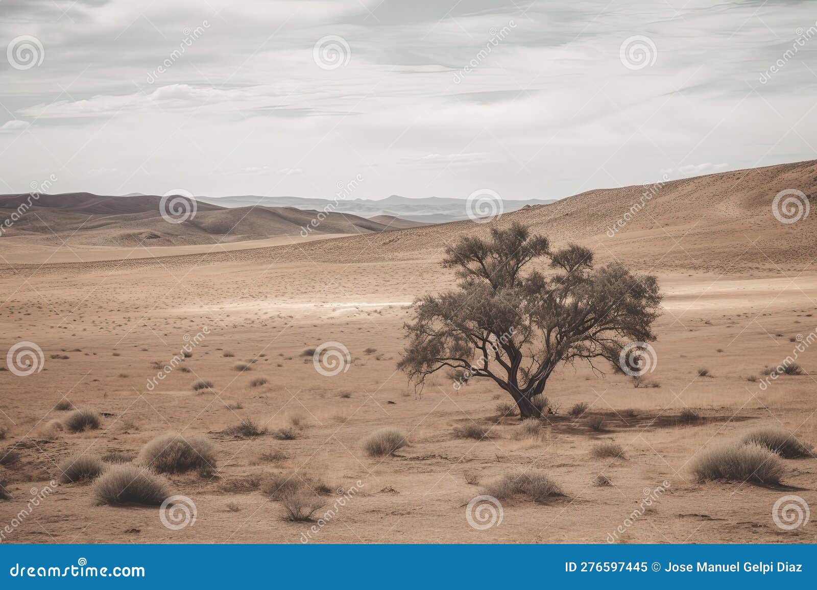 Gradually Withering, Expansive Single Tree Grappling with Harsh Arid ...