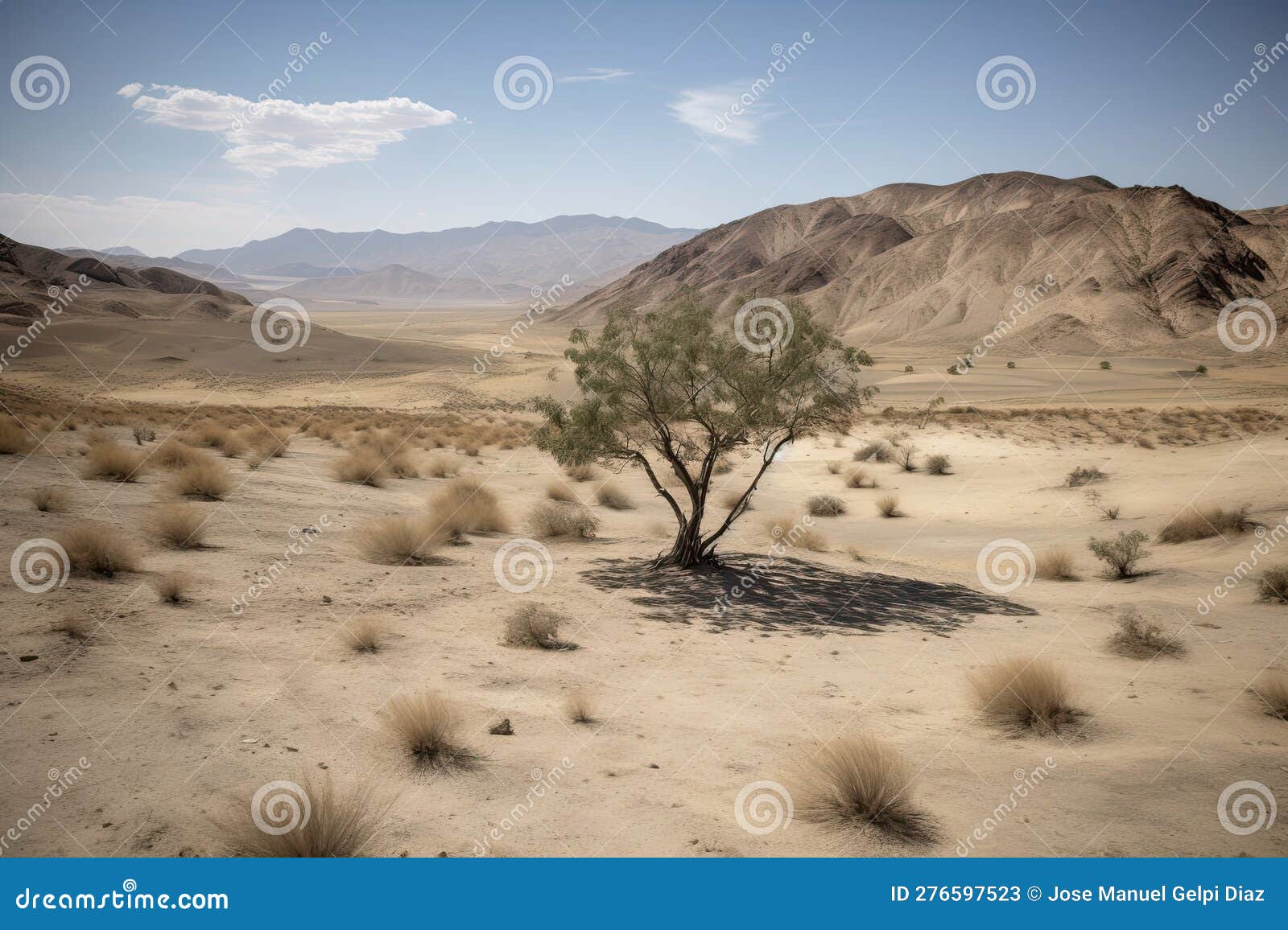 Gradually Withering, Expansive Single Tree Grappling with Harsh Arid ...