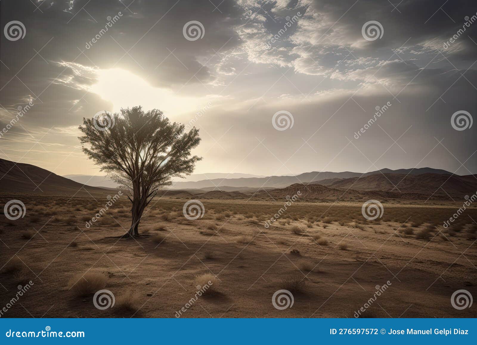 Gradually Withering, Expansive Single Tree Grappling with Harsh Arid ...