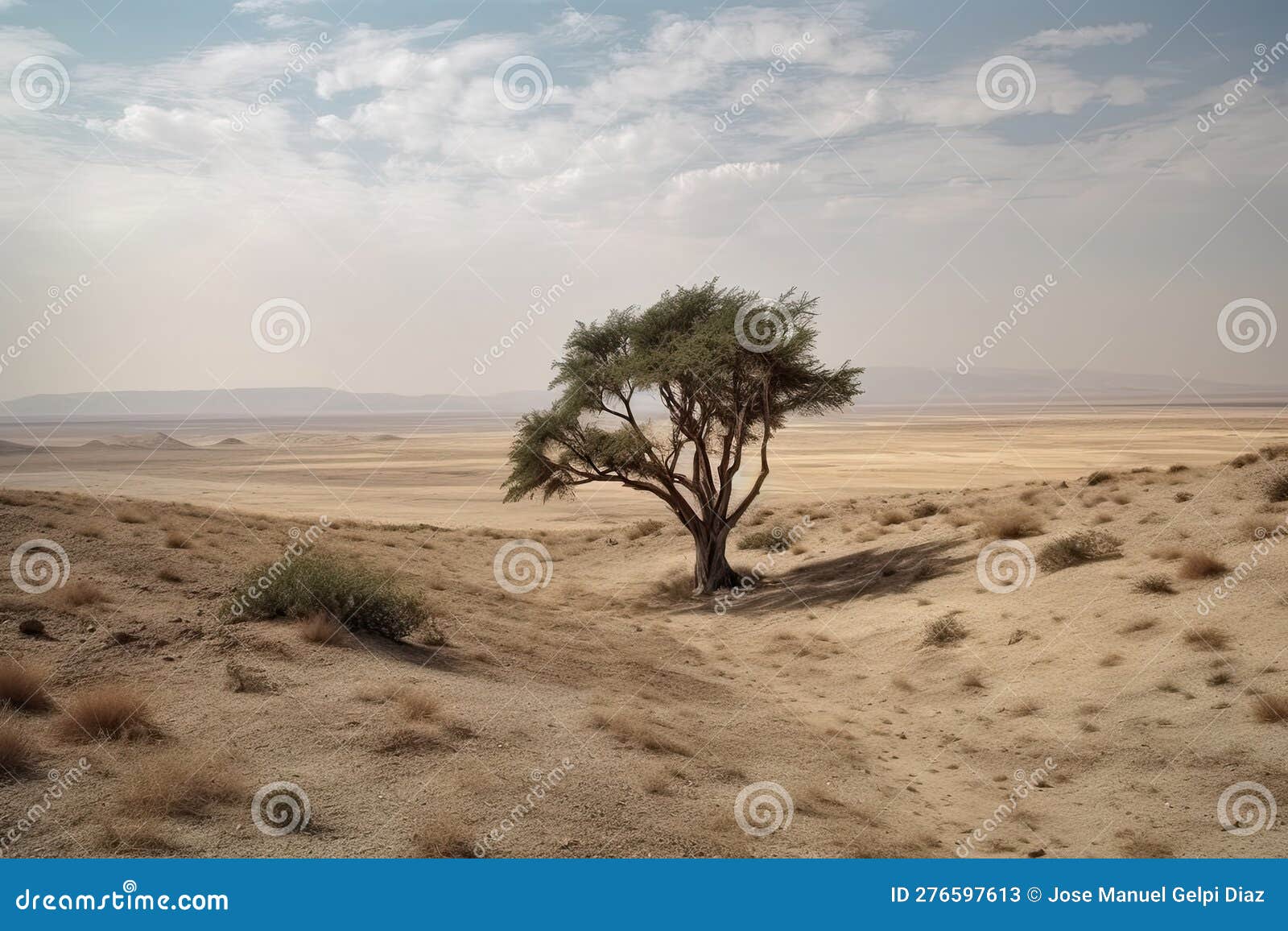 Gradually Withering, Expansive Single Tree Grappling with Harsh Arid ...