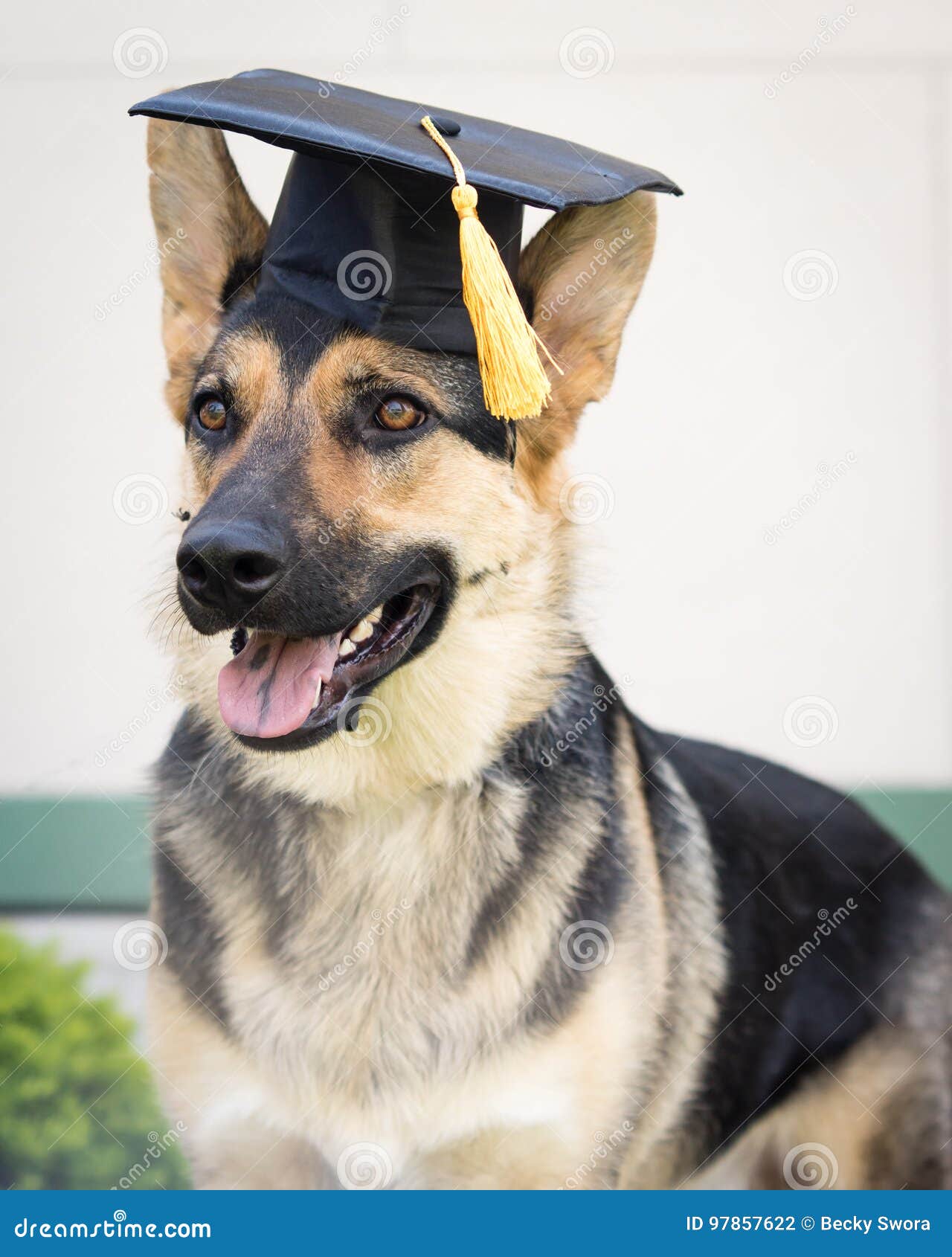 Graduate Dog stock photo. Image of german, shepherd, training - 97857622