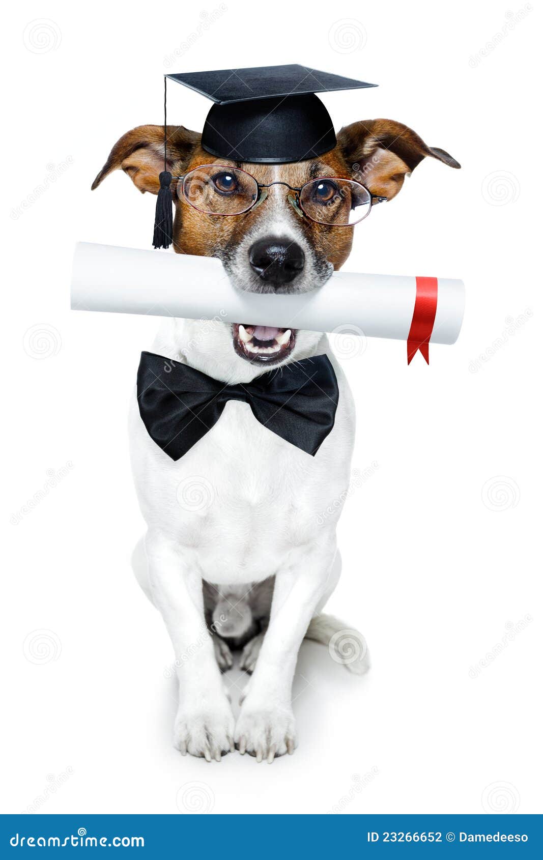 Graduated dog stock photo. Image of graduated, bachelor - 23266652