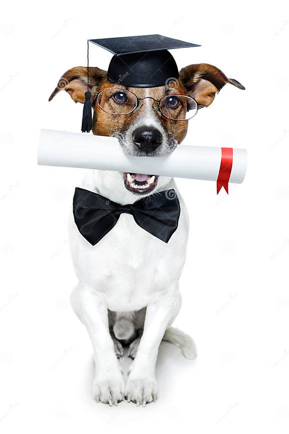 Graduated dog stock photo. Image of graduated, bachelor - 23266652