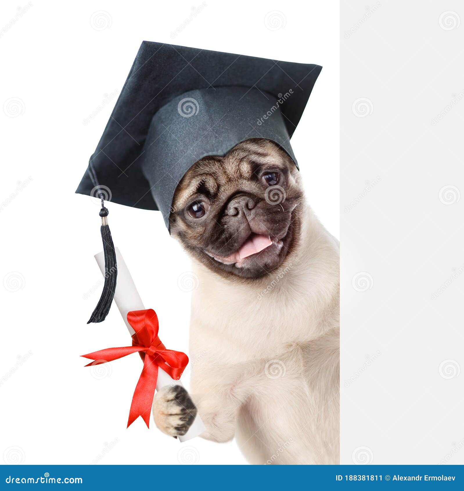 Graduated Dog with Diploma Peeking from Behind Empty Board. Isolated on ...