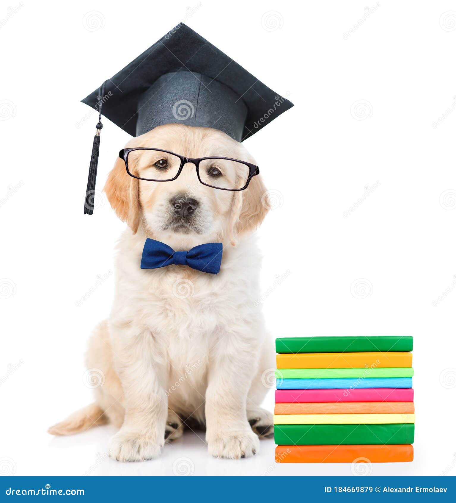 Graduated Puppy with Books. Isolated on White Background Stock Image ...