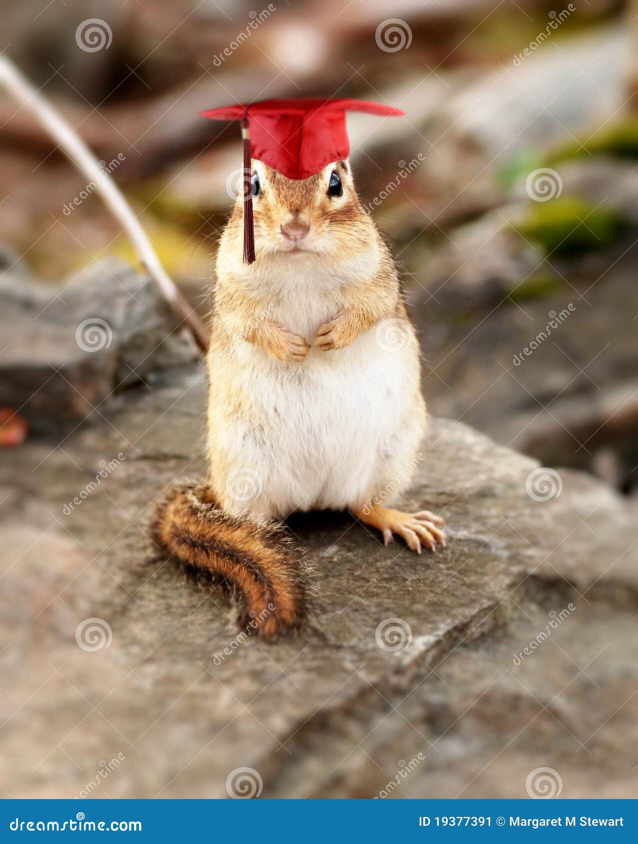 The Chipmunk Wearing A Safari Hat And Binoculars, Peeking Out From A ...