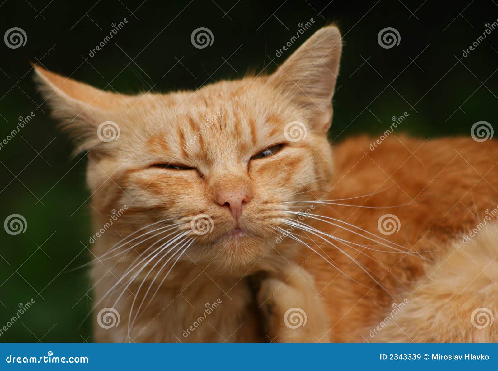 Graffio del gatto immagine stock. Immagine di raschiatura - 2343339