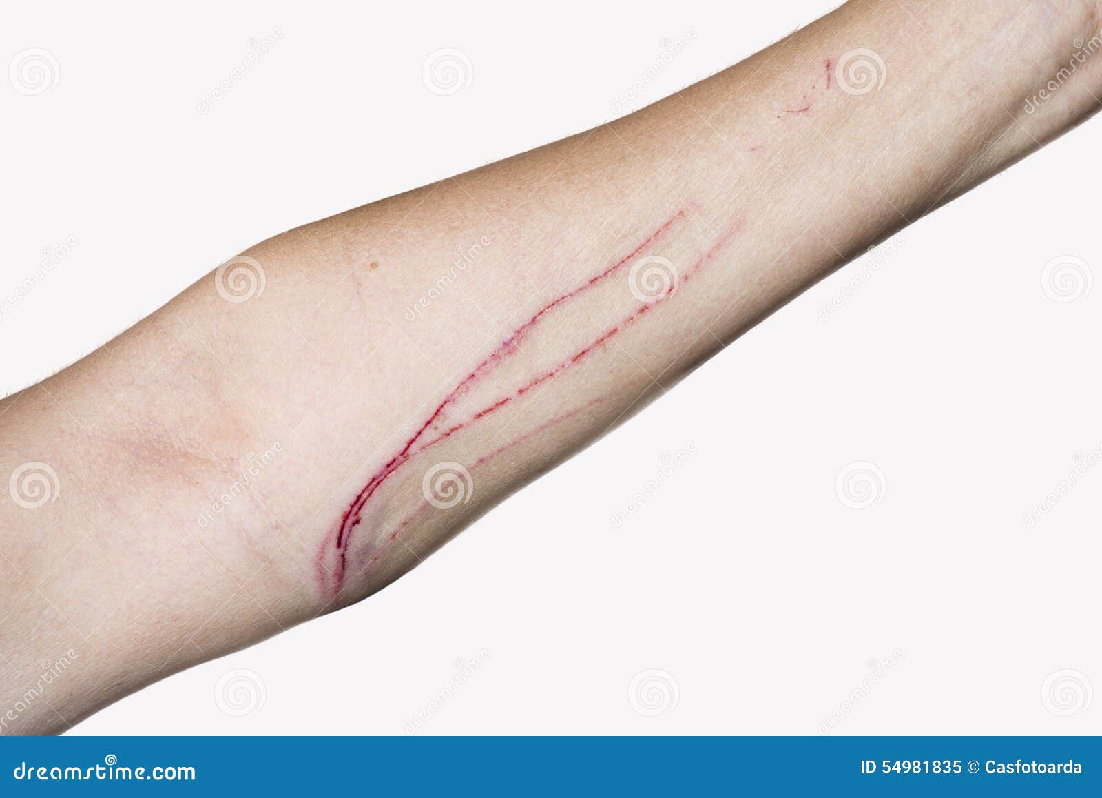 Graffio di gatto immagine stock. Immagine di graffiatura - 54981835