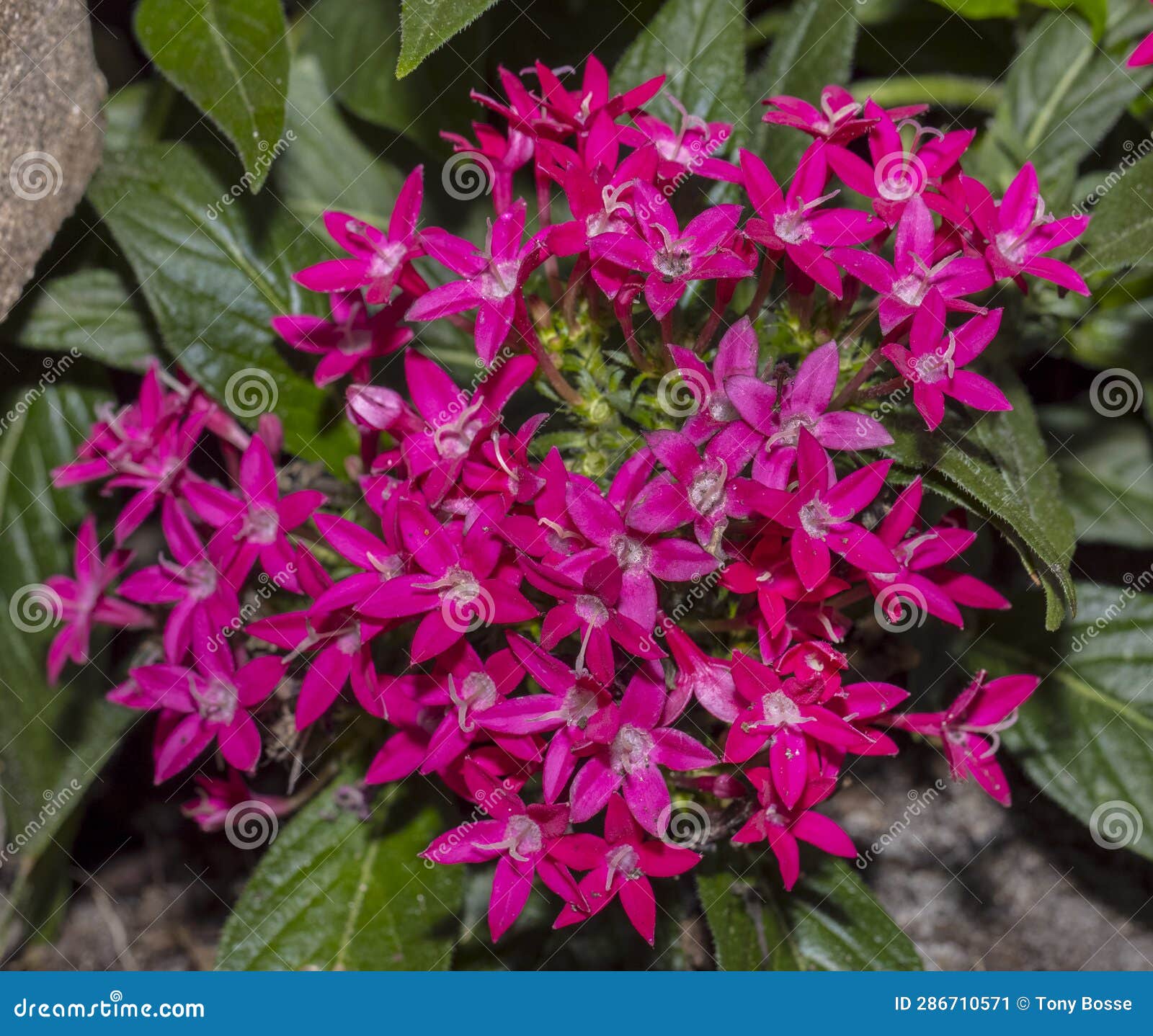 Graffiti Pentas Cluster stock image. Image of pink, botanical - 286710571