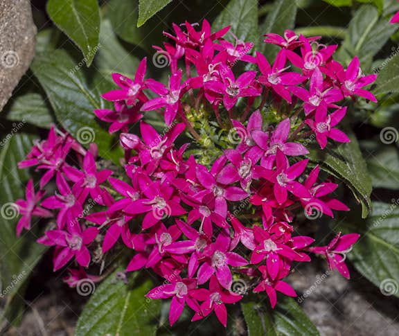 Graffiti Pentas Cluster stock image. Image of pink, botanical - 286710571
