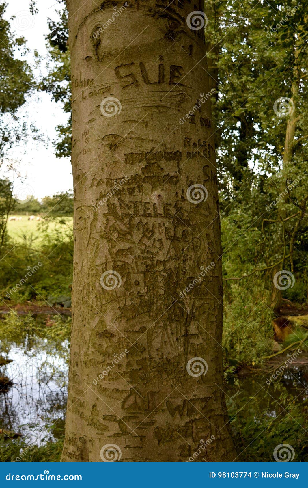 Graffiti Tree stock photo. Image of graffiti, trees, tree - 98103774