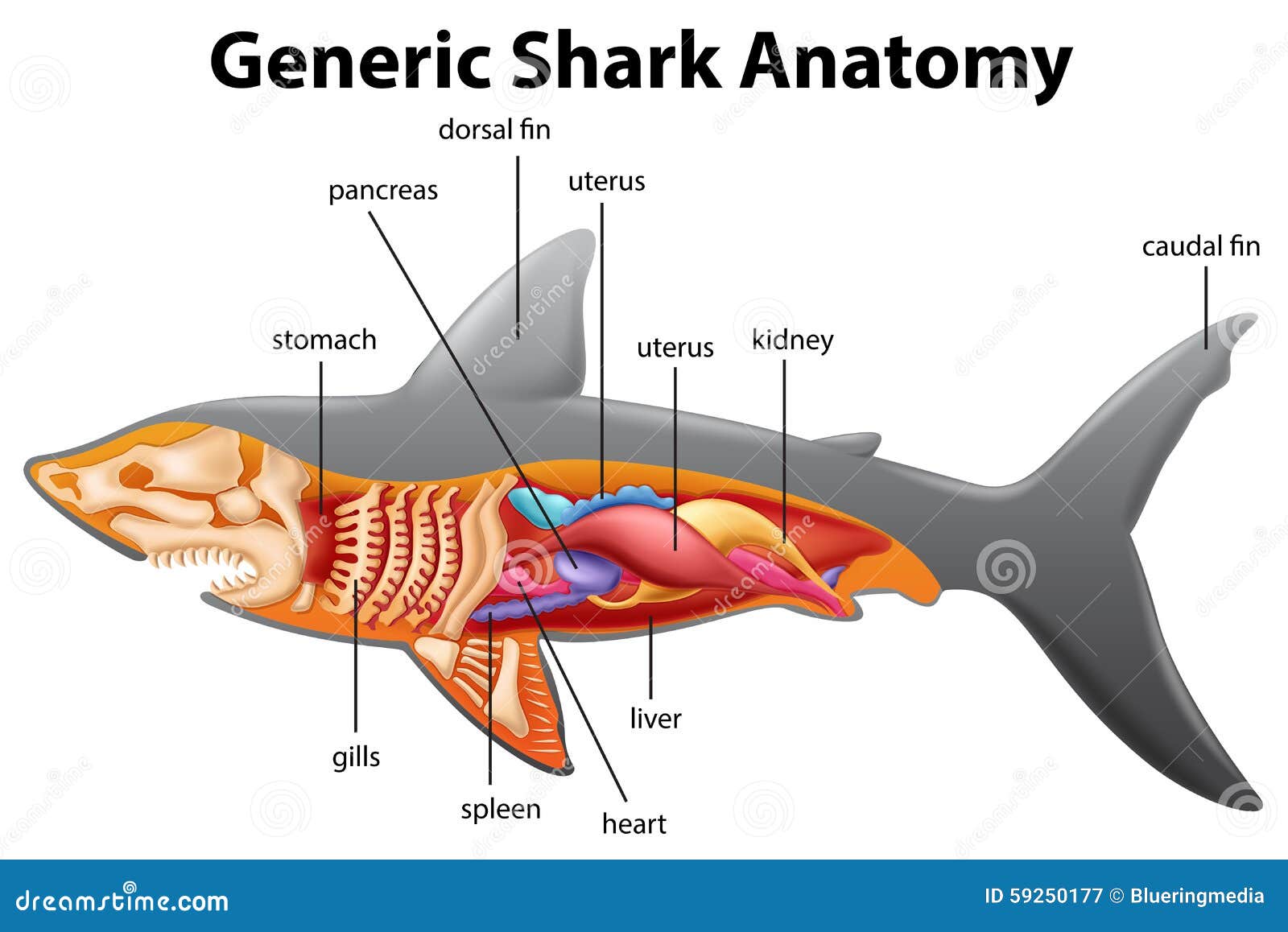 Grafico Generico Di Anatomia Dello Squalo Illustrazione Vettoriale ...